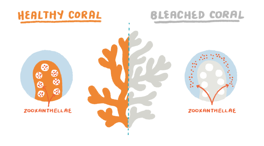 The Science of Magwai Sunscreen